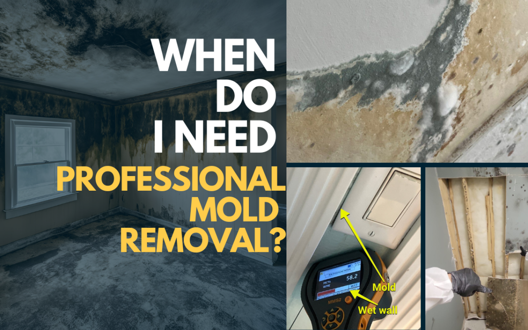 When Do I Need Professional Mold Removal? | Mold Removal | AMPM Restoration